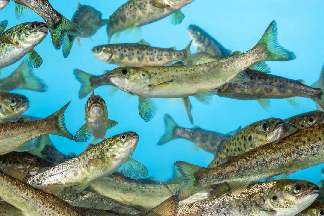 AGROVET reactiva en Chile comercialización de “Aqualife-Formalina®” de ...