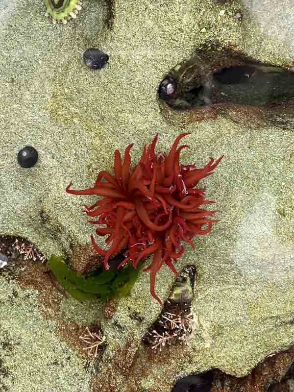 Estudio reveló el potencial ecológico de anémonas marinas para ...