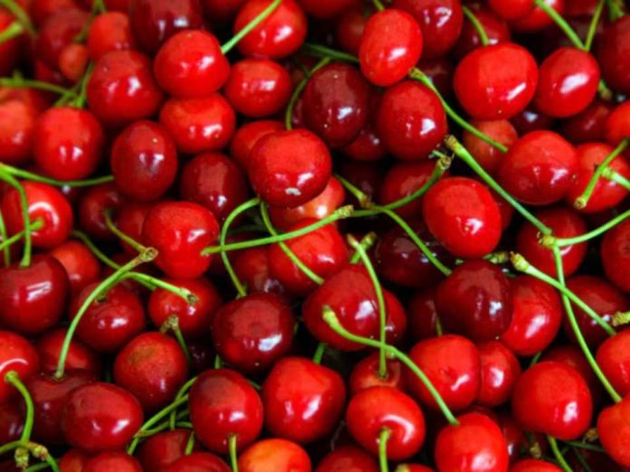 Perú | Camposol concreta primer envío de cerezas chilenas a Estados ...